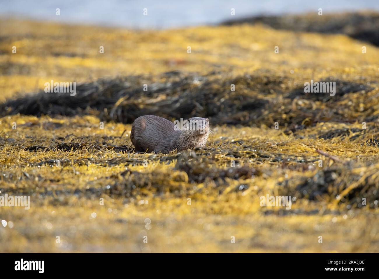Otter on the Isle of Mull, West coast of Scotland, in the Inner ...