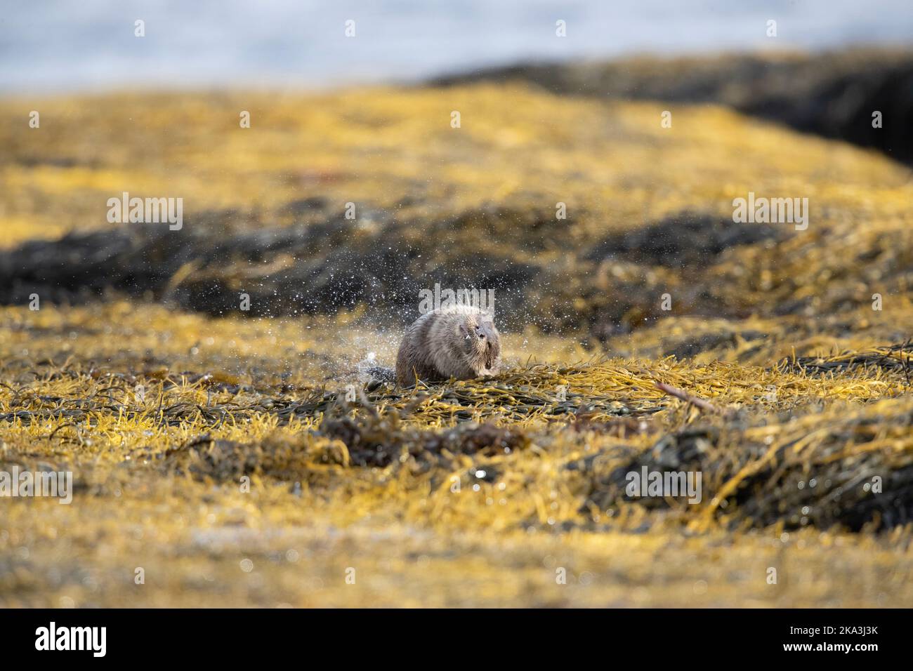 Otter on the Isle of Mull, West coast of Scotland, in the Inner ...