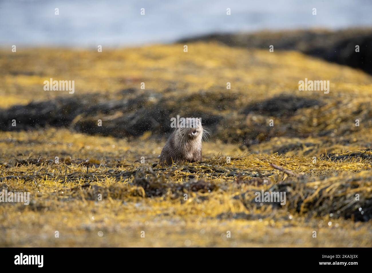 Otter on the Isle of Mull, West coast of Scotland, in the Inner ...
