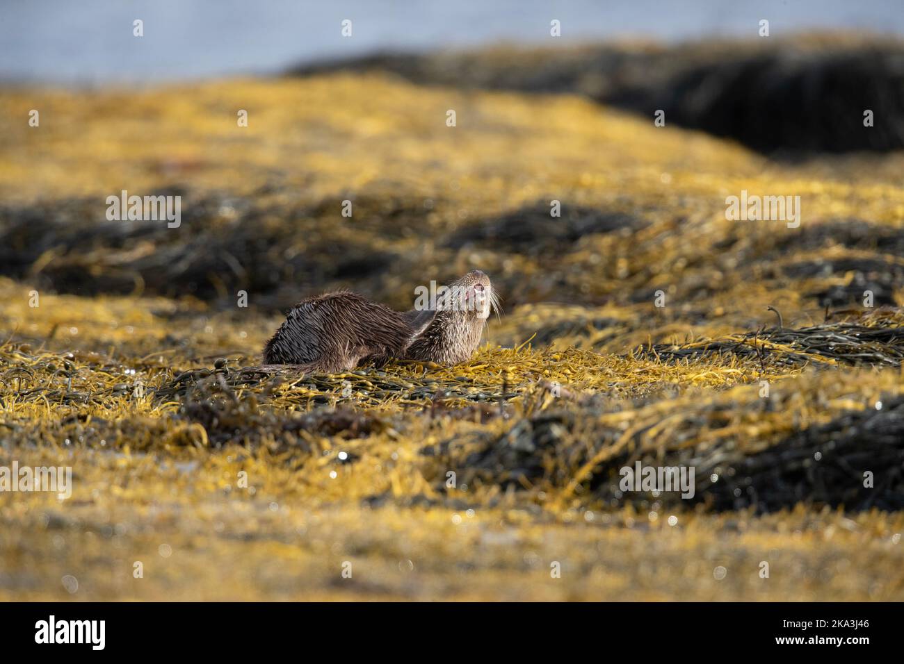 Otters on the isle of mull hi-res stock photography and images - Alamy