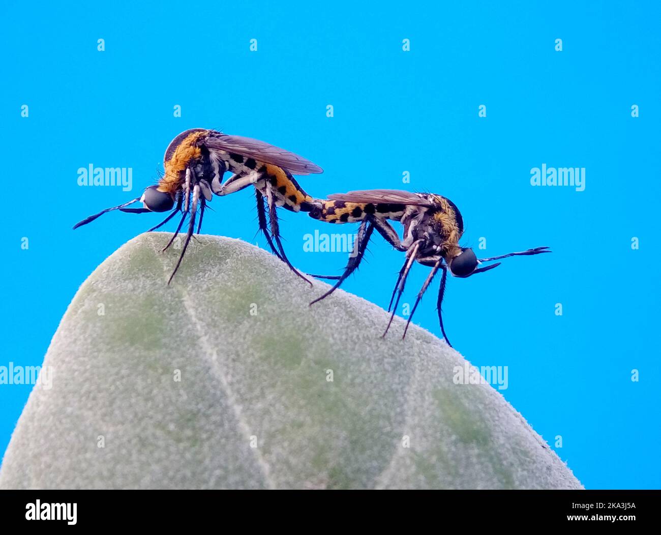 I took this photo using a cellphone camera and the damaged camera lens ...