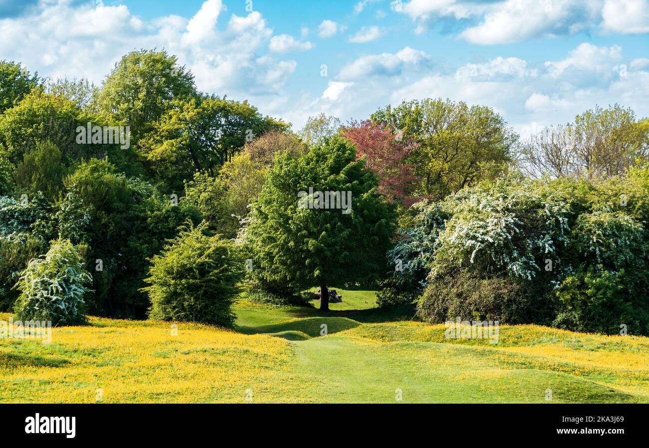 A closeup of trees in Beverley Westwood Park in the United Kingdom ...