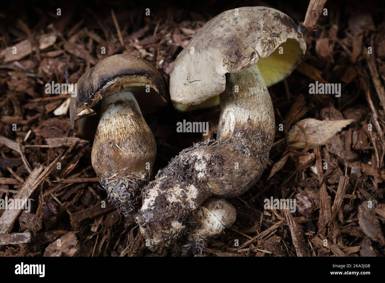 Caloboletus hi-res stock photography and images - Alamy