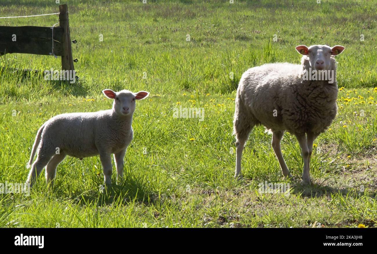 Sheep kids lambs and adult grass wooden fence sun meadow Stock Photo ...