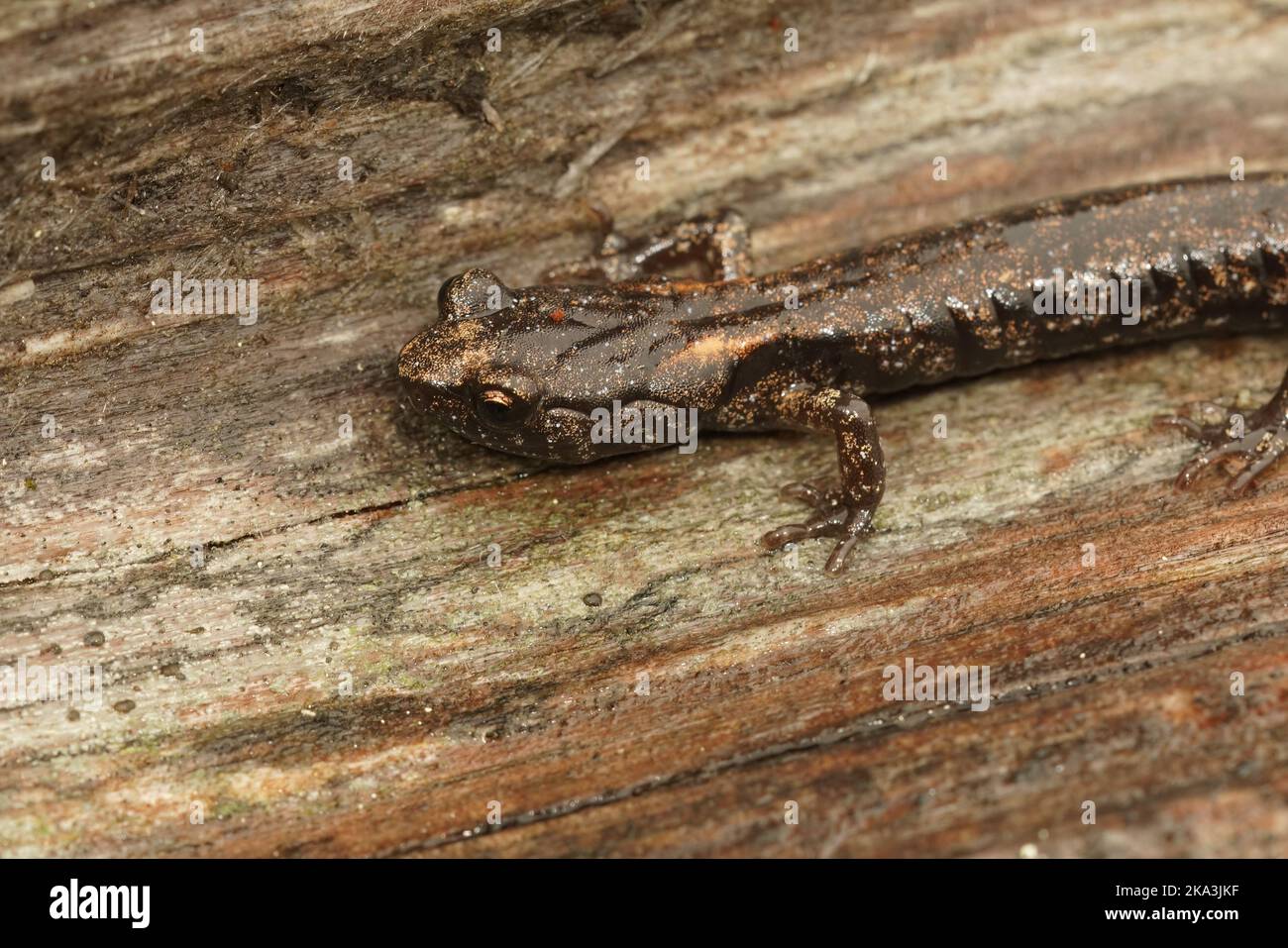 Closeup on a sub-adult , juvenile Clouded salamander, Aneides ferreus ...