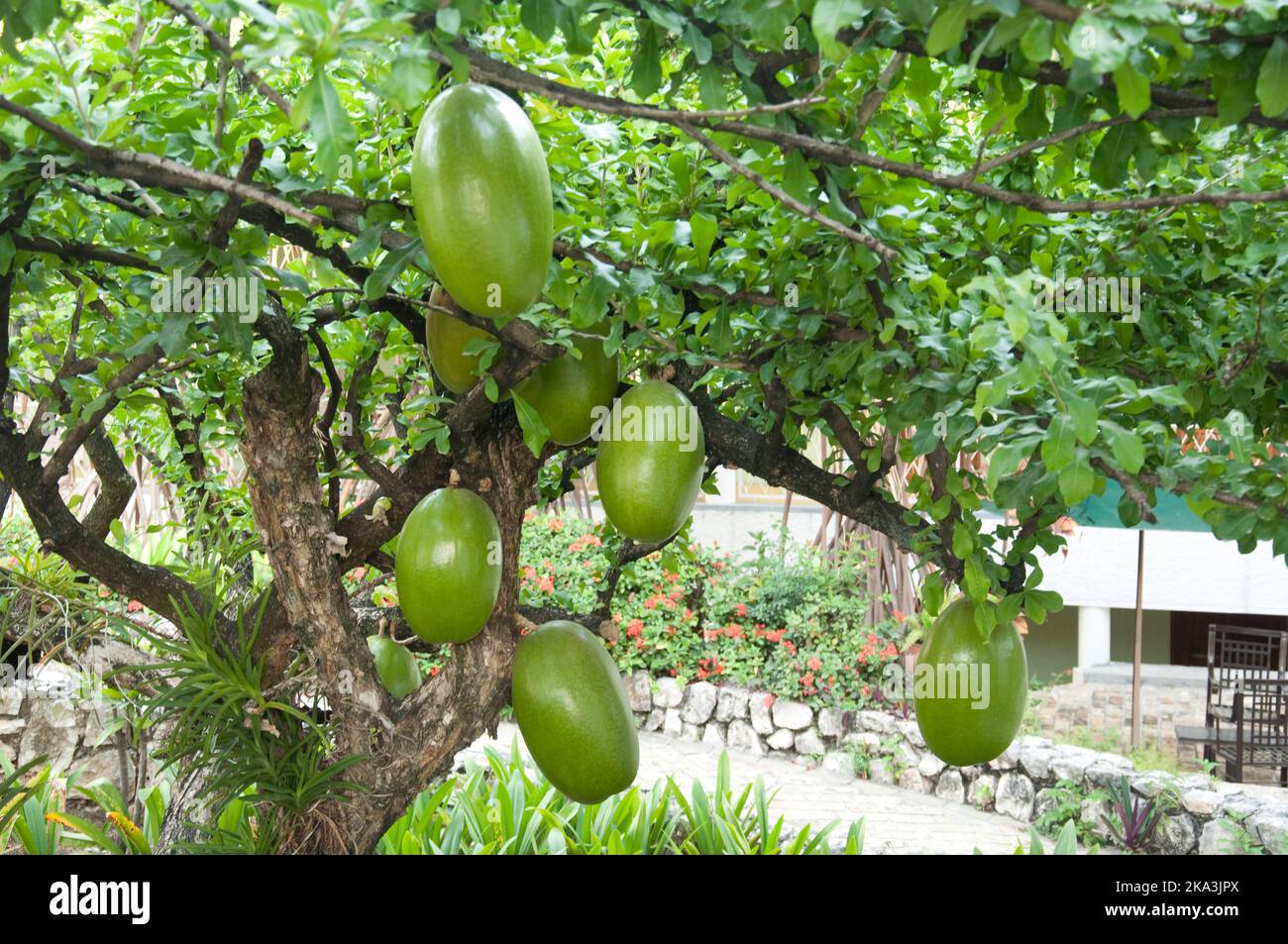 Gourds growing on tree, Port-au-Prince, Haiti Stock Photo - Alamy