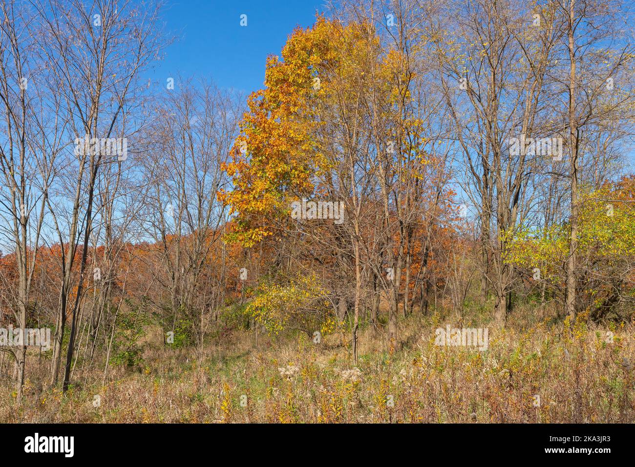Autumn landscape along the hiking trail at Buffalo Rock State Park ...