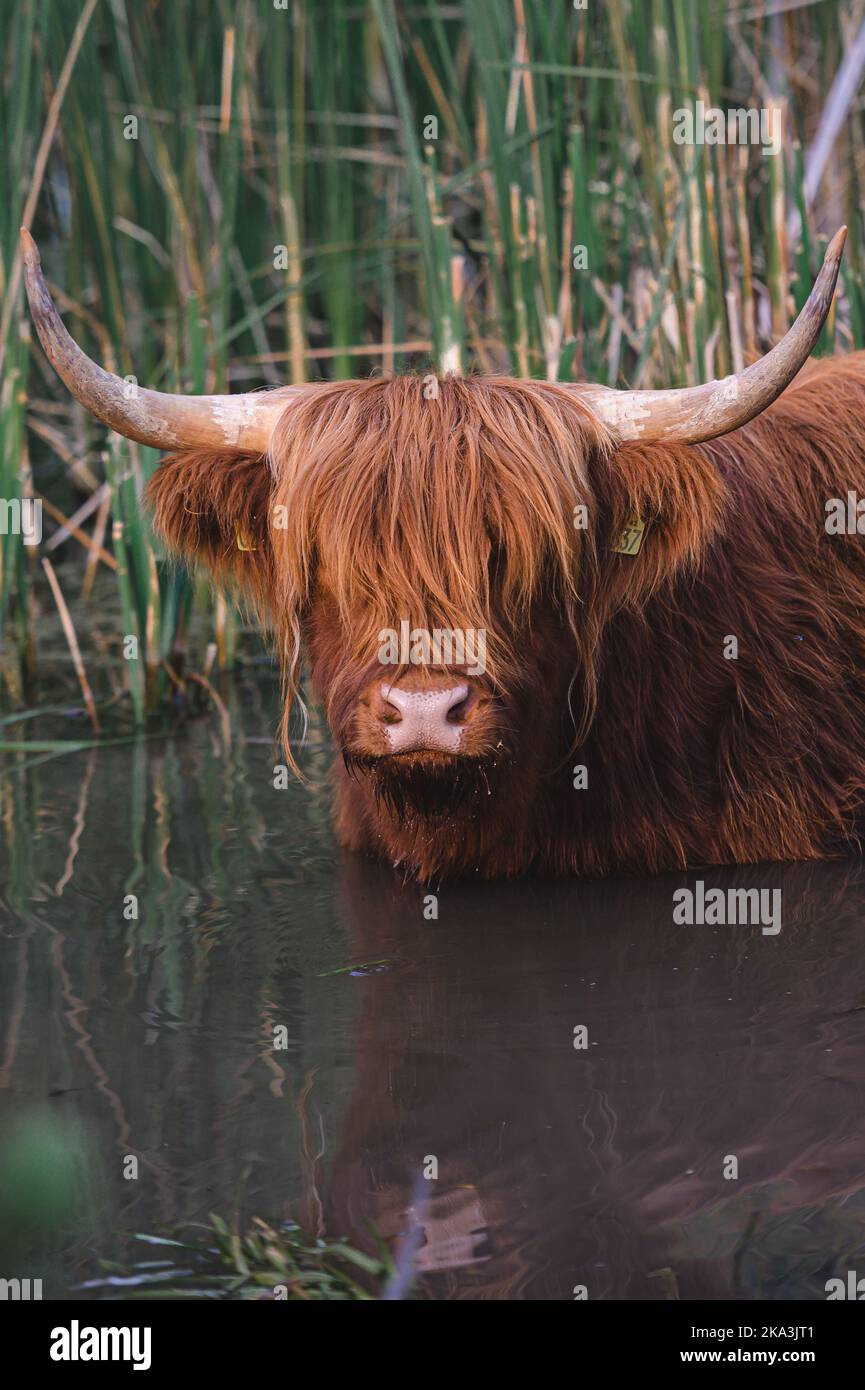 Highland cattle standing in river hi-res stock photography and images ...