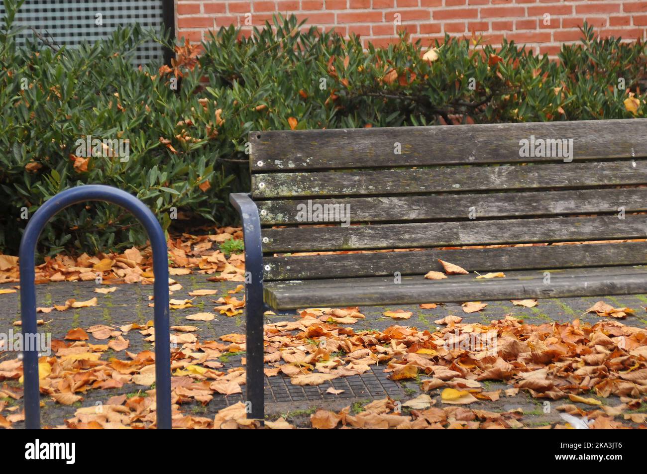 Copenhagen/Denmark/31 October 2022/Autumn or fall colour of tree and ...