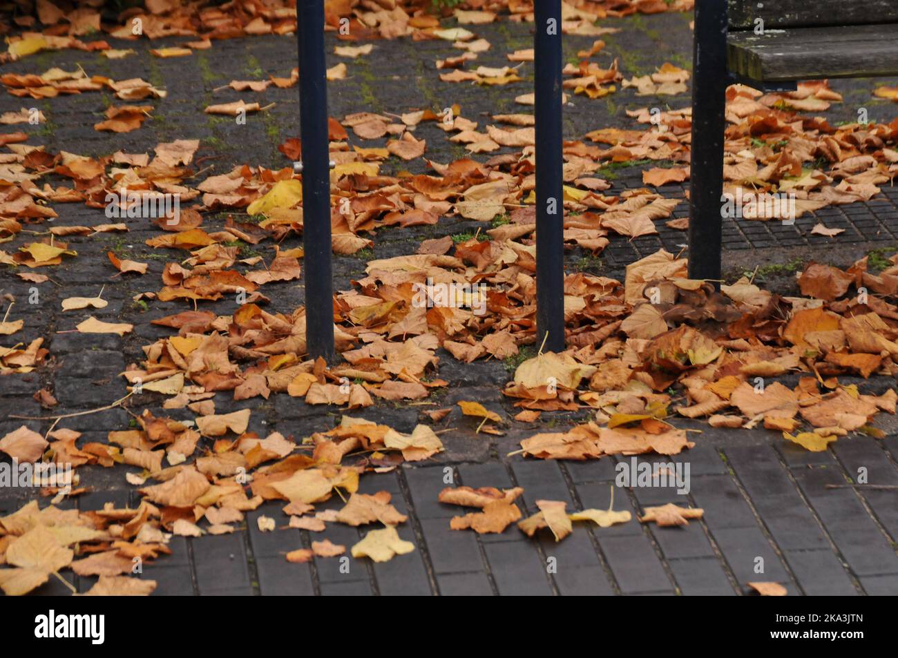 Copenhagen/Denmark/31 October 2022/Autumn or fall colour of tree and ...