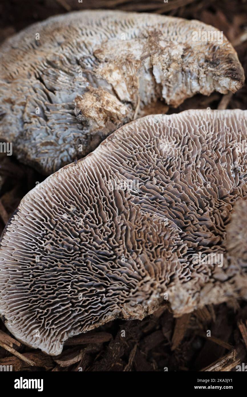 Oak polypore hi-res stock photography and images - Alamy
