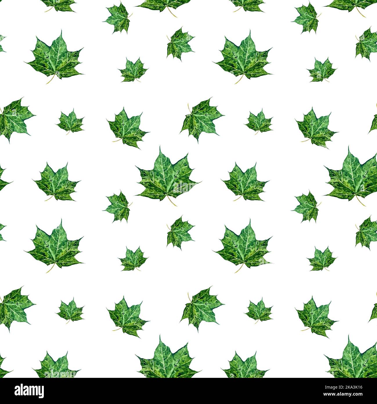 Watercolor maple leaf hi-res stock photography and images - Alamy