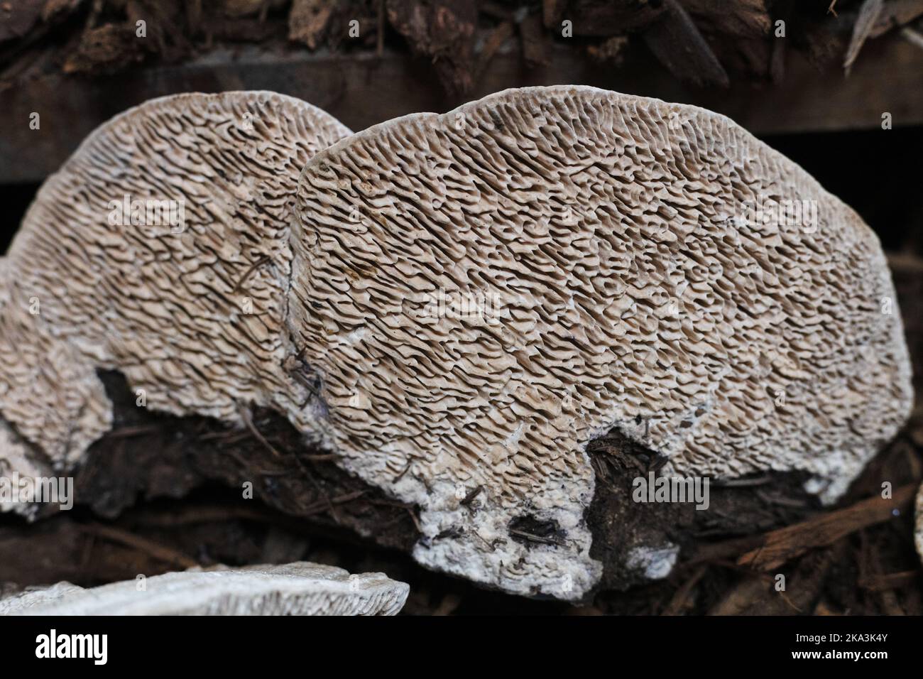Daedalea quercina - thick maze oak polypore mushrooms Stock Photo - Alamy