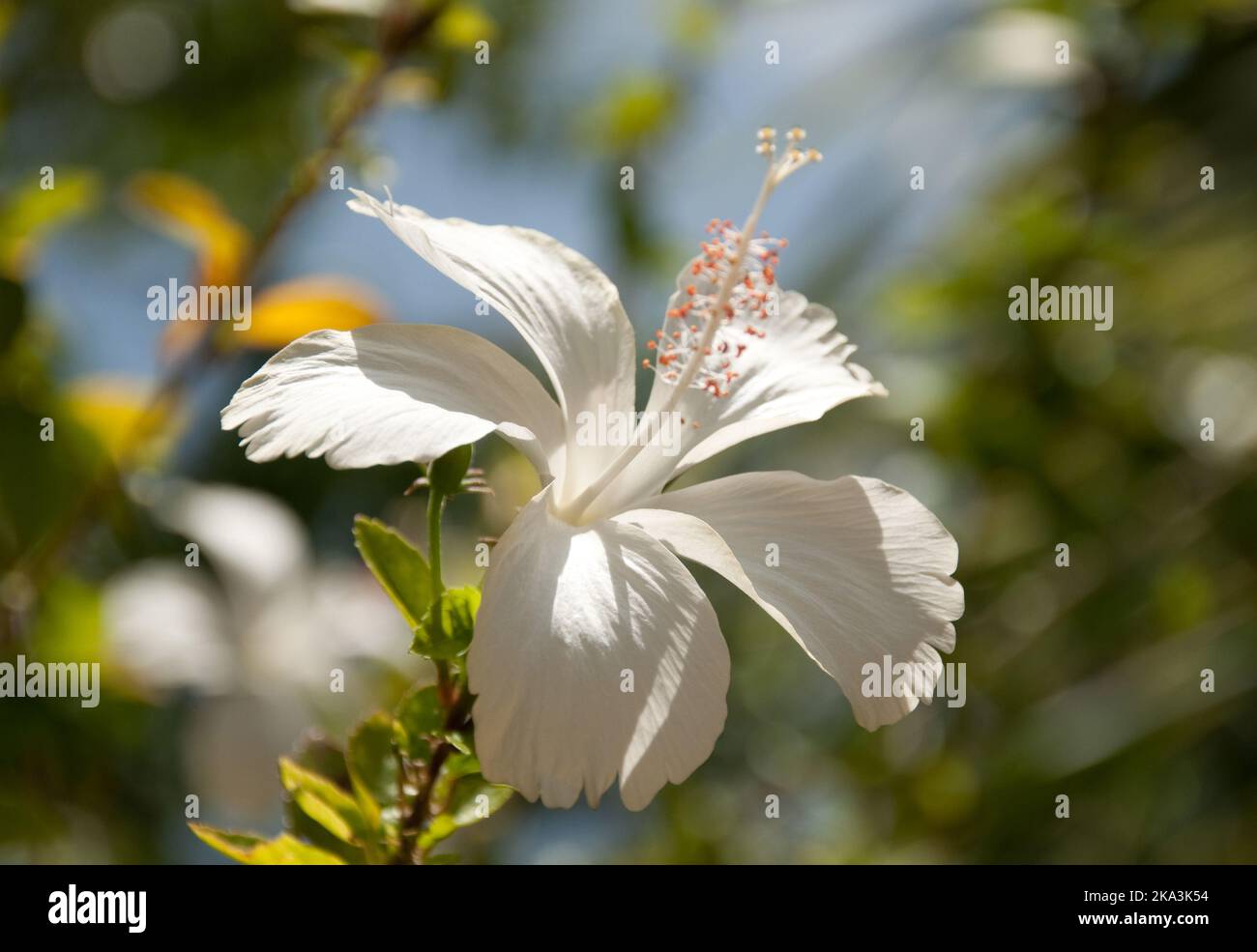 White caribbean flowers hi-res stock photography and images - Alamy