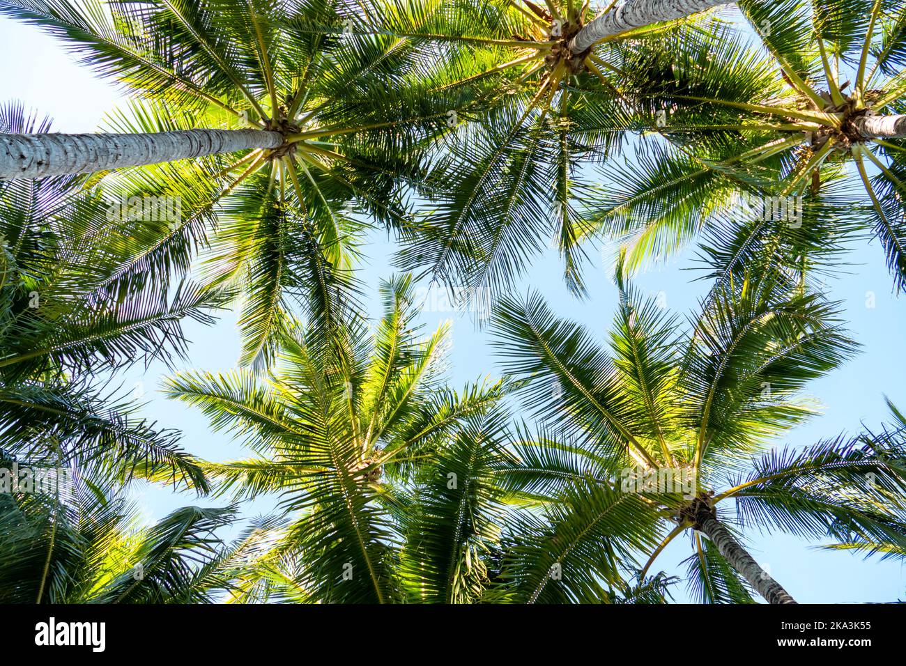 Scenic view of palm trees and blue sky, Hamilton Island, Australia ...