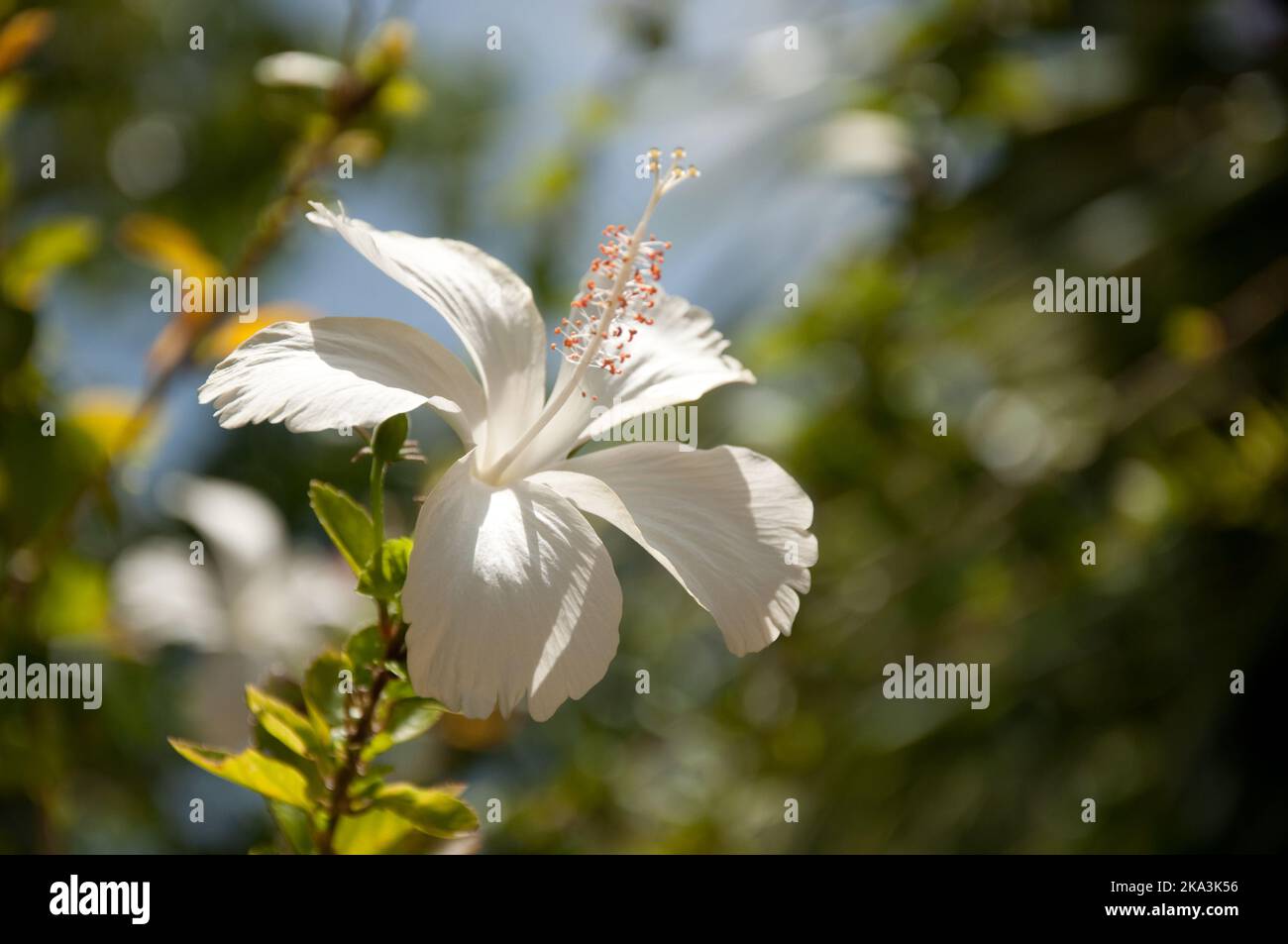 White caribbean flowers hi-res stock photography and images - Alamy