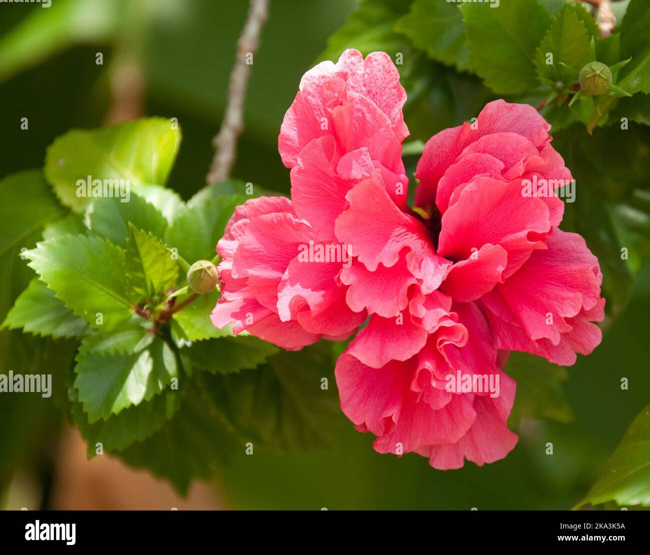 Officially the republic of haiti hi-res stock photography and images ...