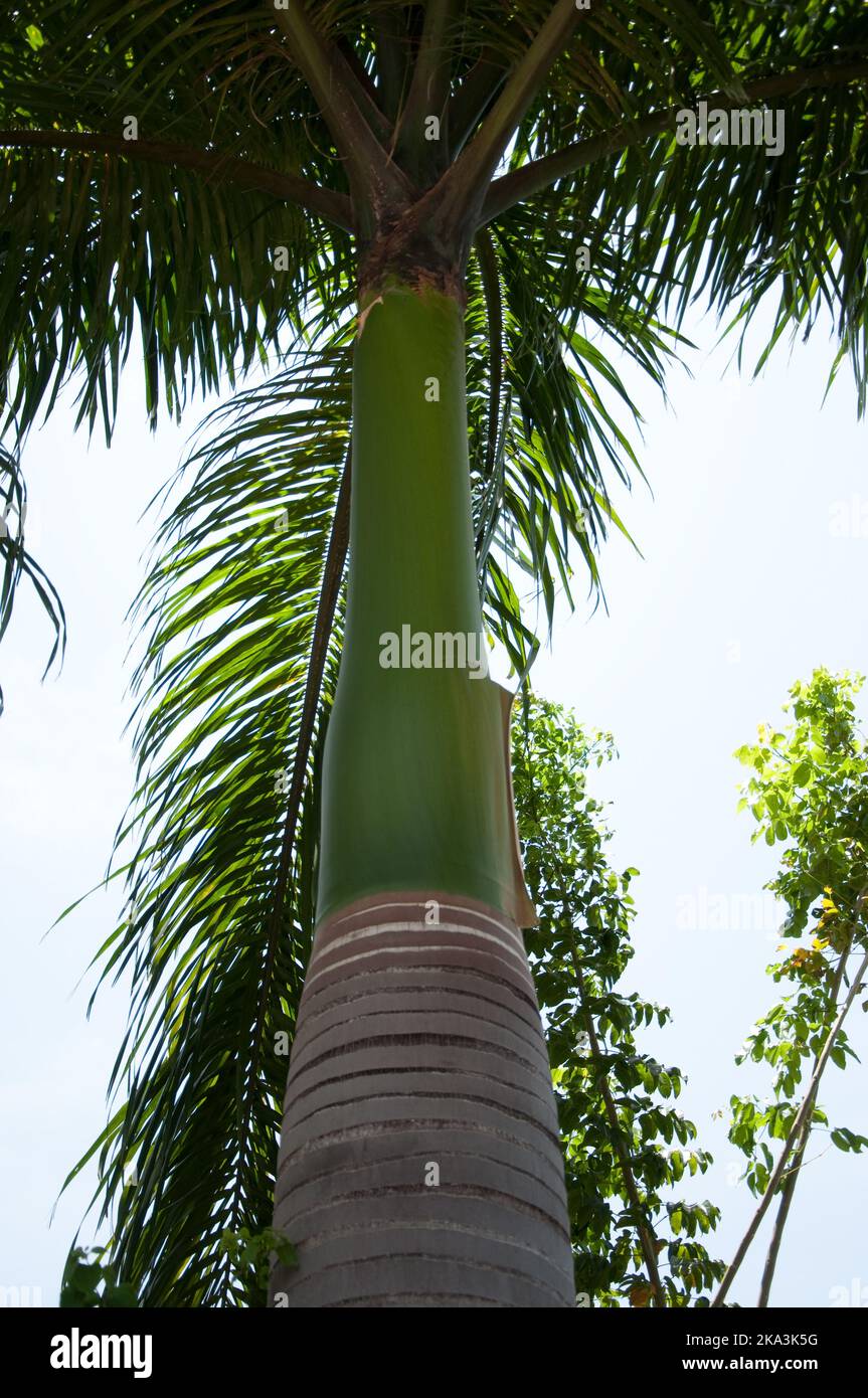 Palm tree, Jacmel, Haiti - Bottle palm, Hyophorbe Iagenicaulis Stock ...