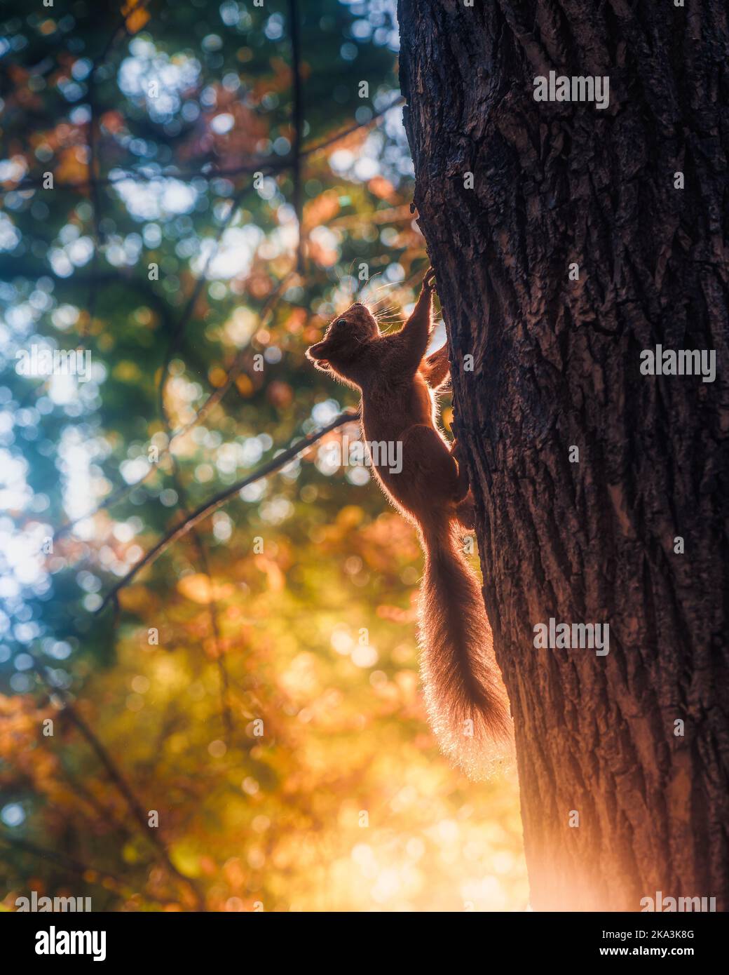 The cute squirrel running in the tree in the forest Stock Photo - Alamy