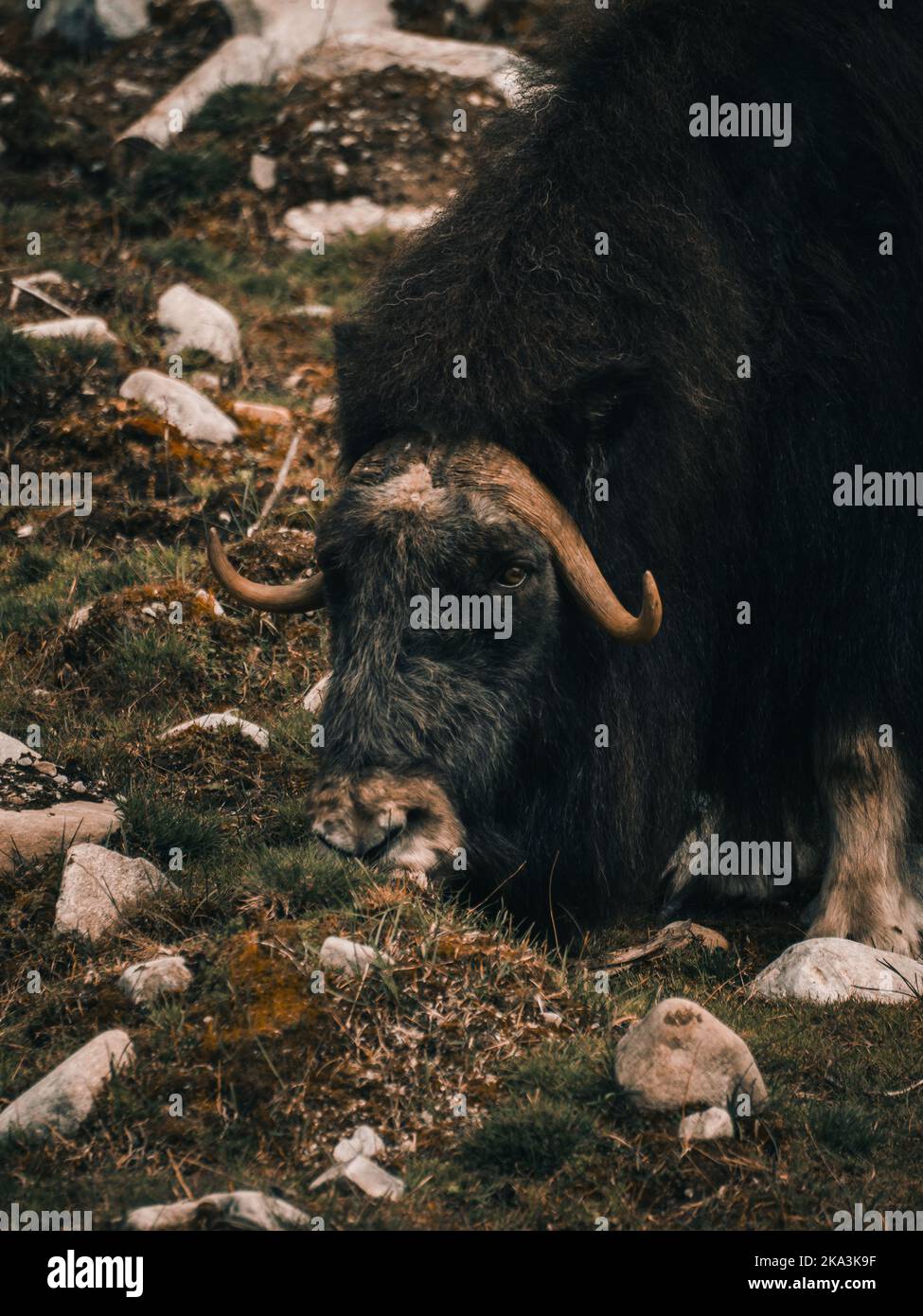 The musk ox farm hi-res stock photography and images - Alamy