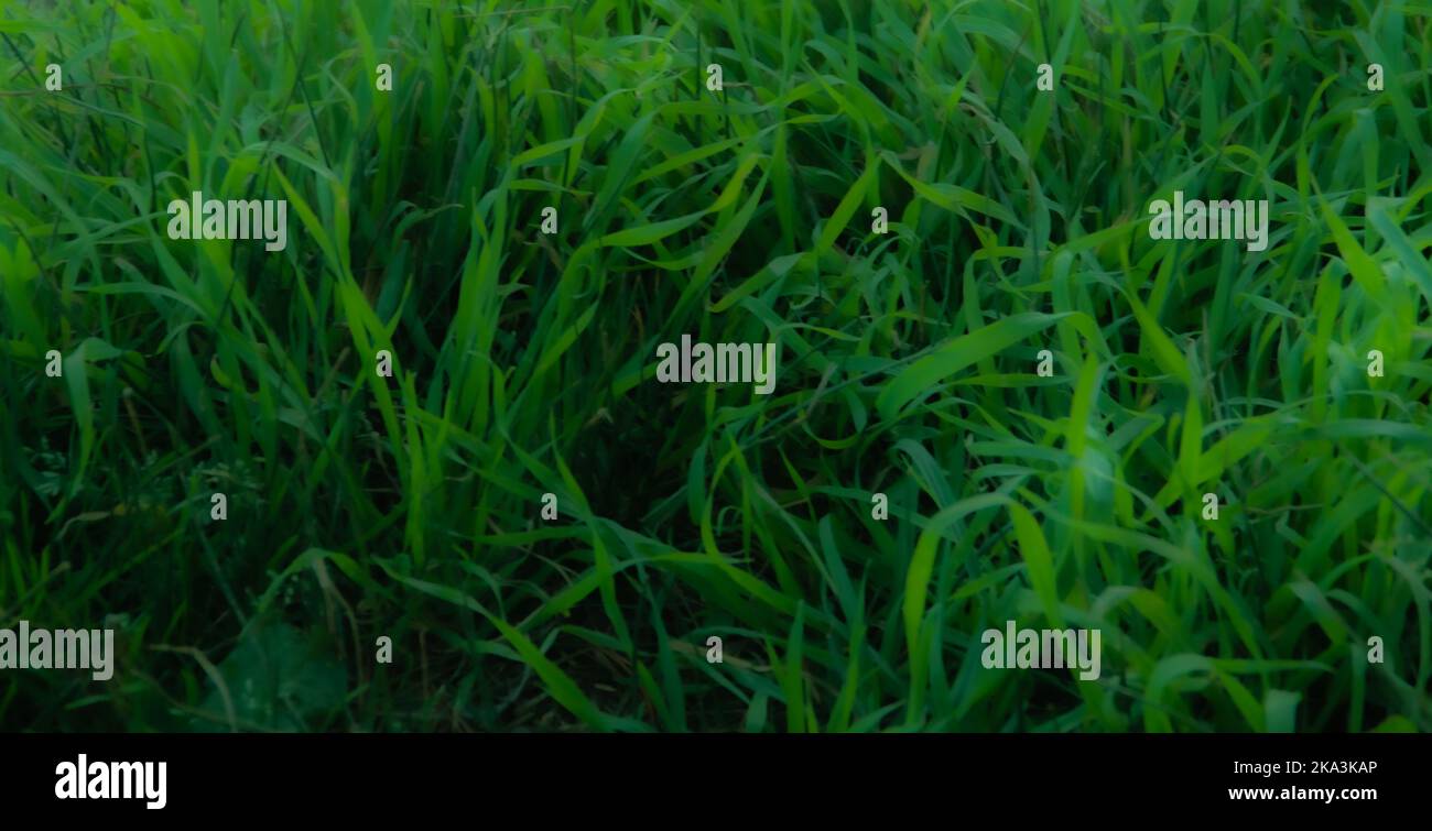 Saturated deep green grass, with deep shadows to create a seaweed ...