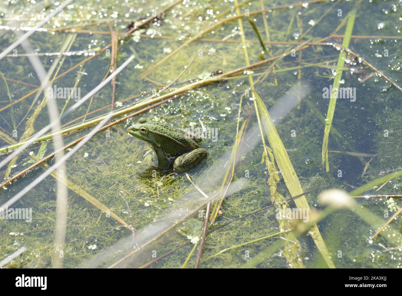 An adorable Marsh frog in the shallow water of the pond Stock Photo - Alamy