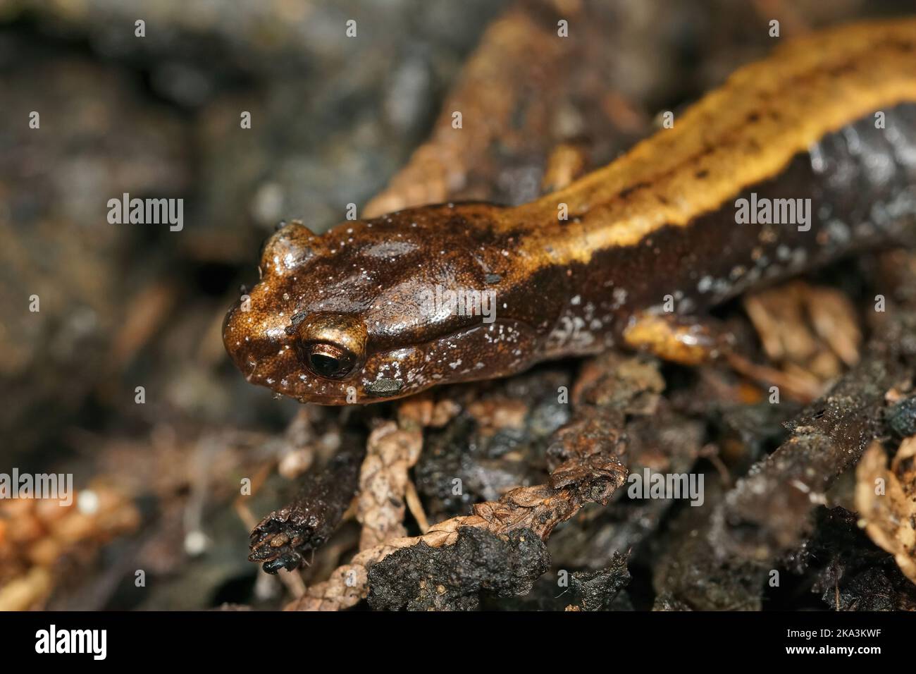 Natural detailed close up of the yellow form of the Western redback ...