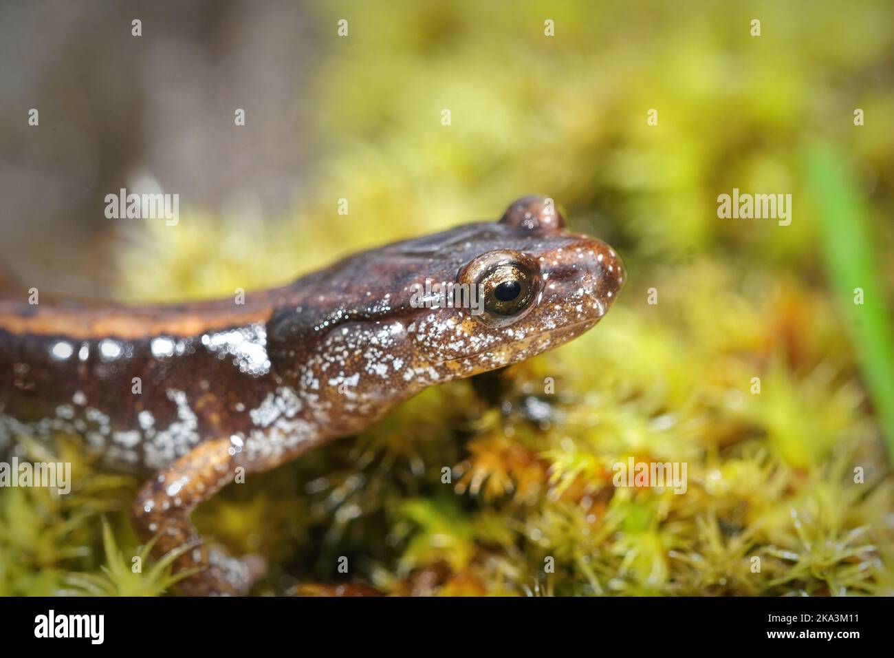 Natural detailed close up of the red orange form of the Western redback ...