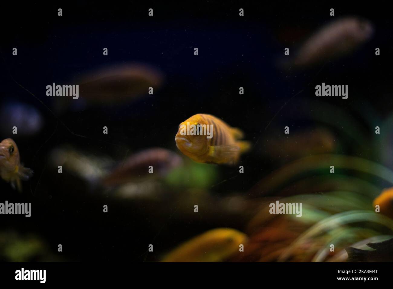 Fish in aquarium. Fish swim in water. Domestic animals are waterfowl ...