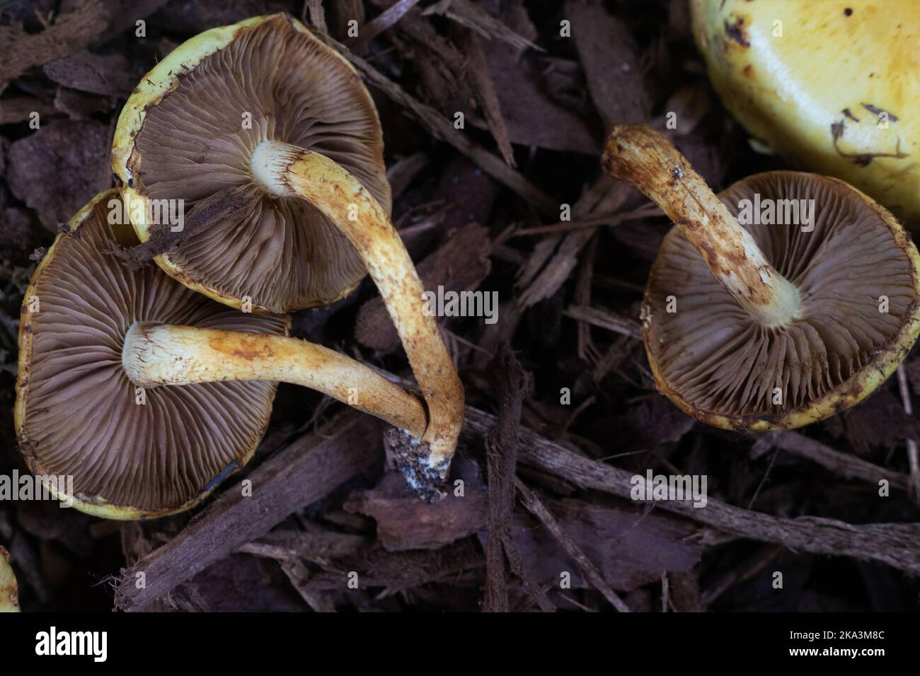 Pholiota aurivella mushrooms Stock Photo - Alamy