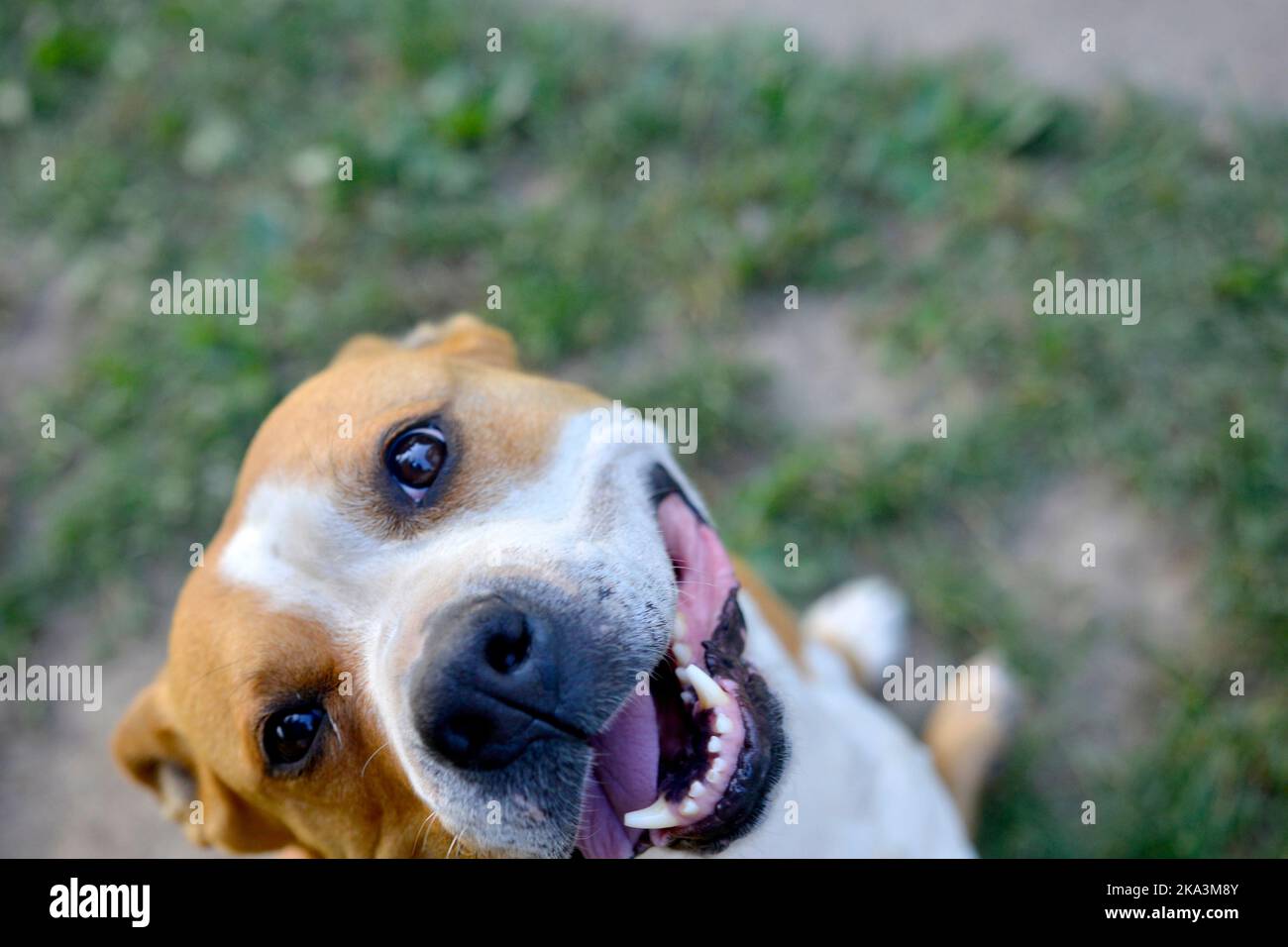 Happy smiling dog . Portrait of a cute staffordshire terrier Stock ...