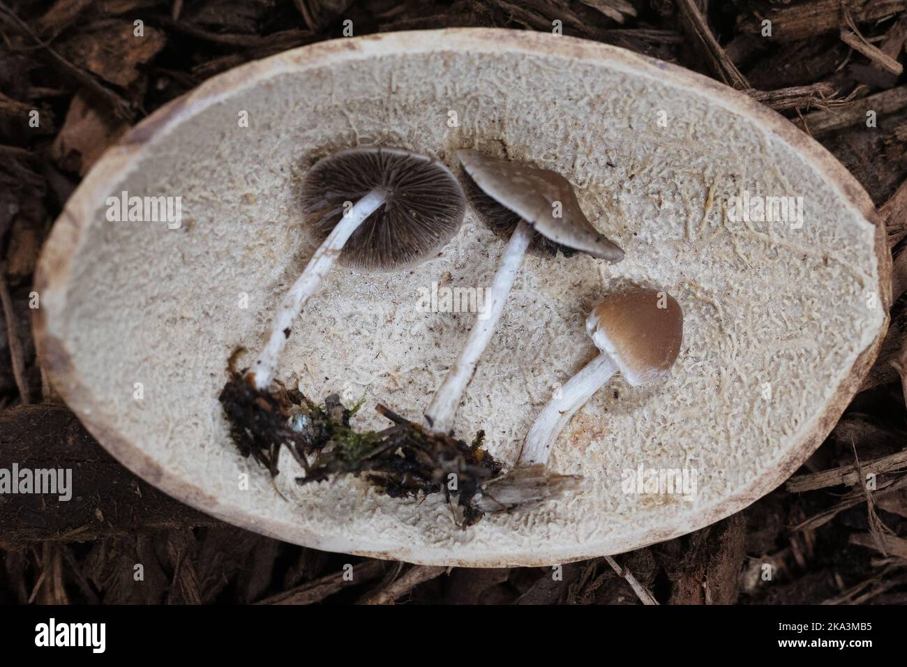 Psathyrella longistriata mushrooms Stock Photo - Alamy