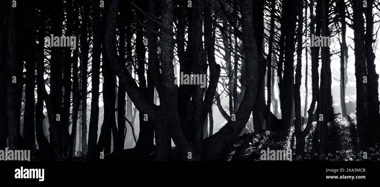 Dappled sunlight breaking through the forest of trees, creating ...