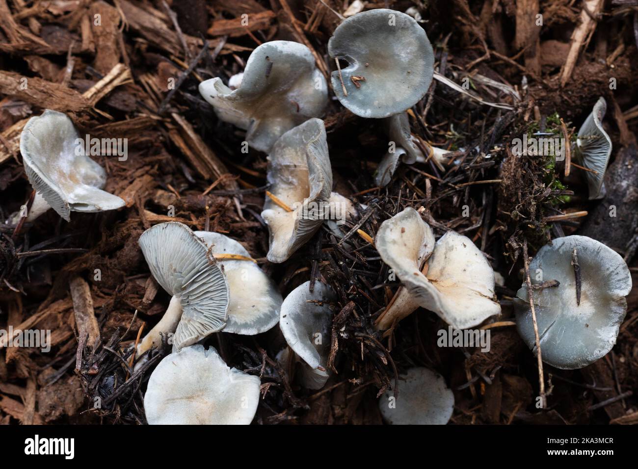 Clitocybe odora - aniseed toadstool Stock Photo - Alamy