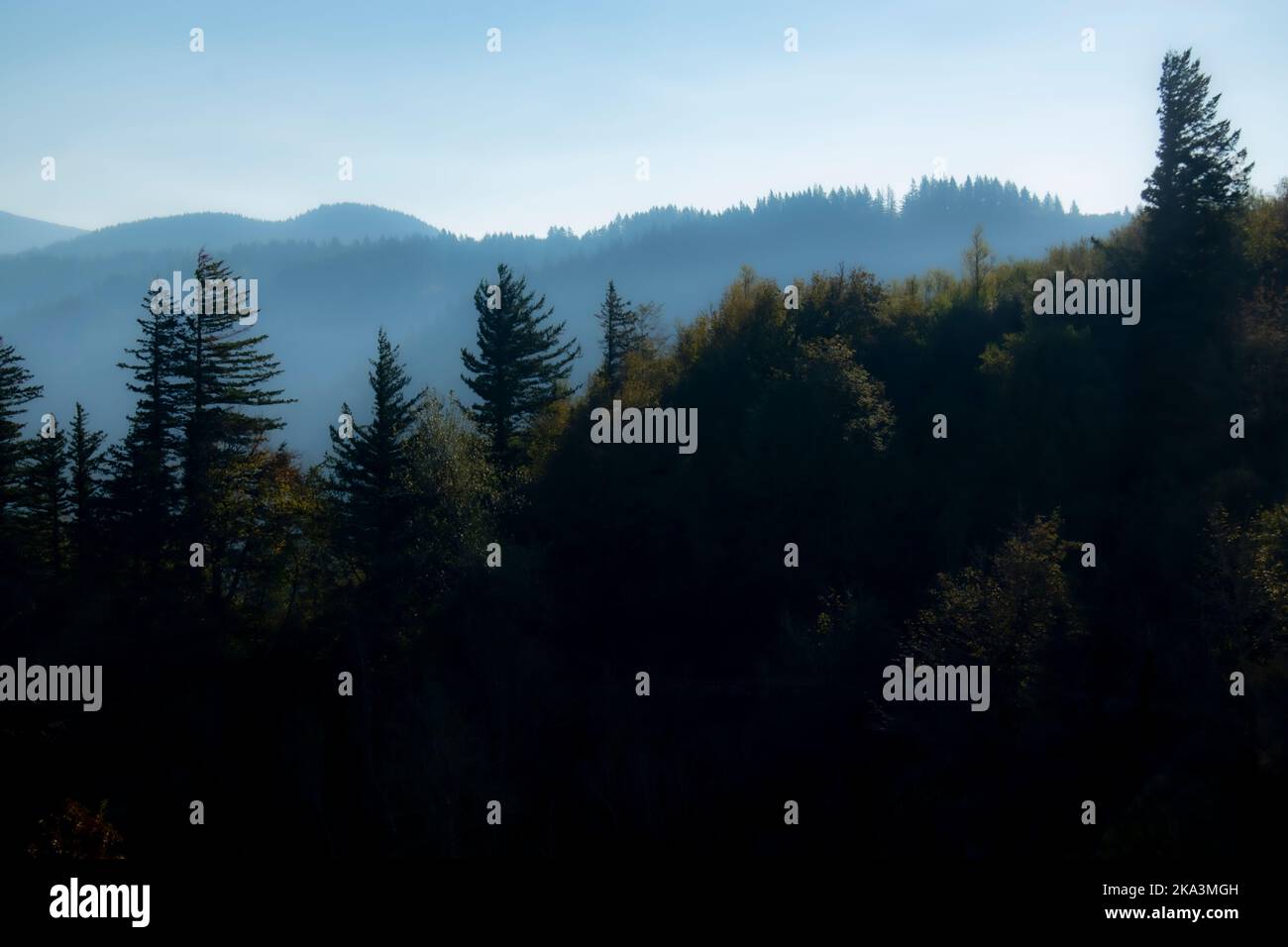 The pine tree lined cliffs along the Oregon Columbia River Gorge, with ...