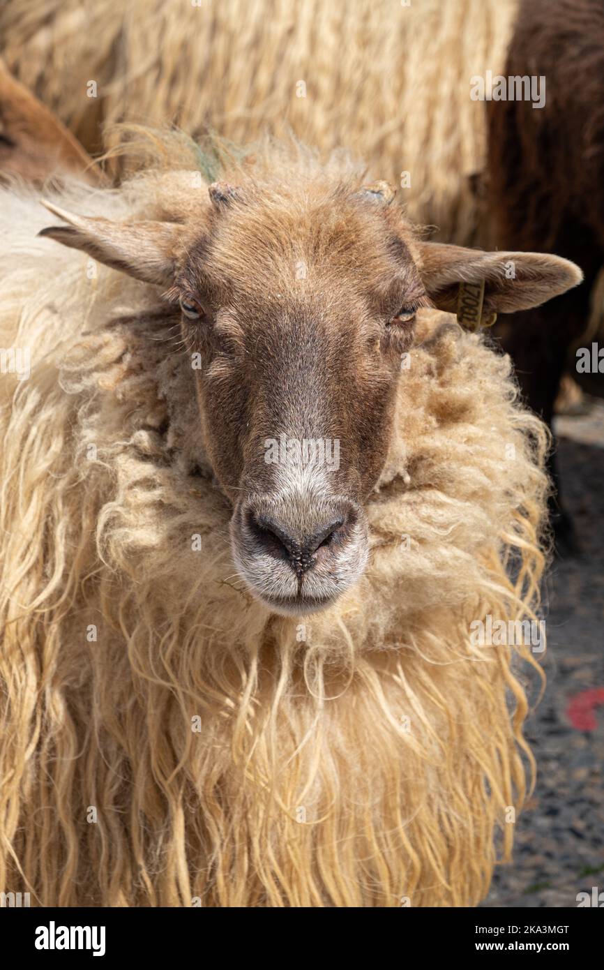 Manech red head sheep hi-res stock photography and images - Alamy