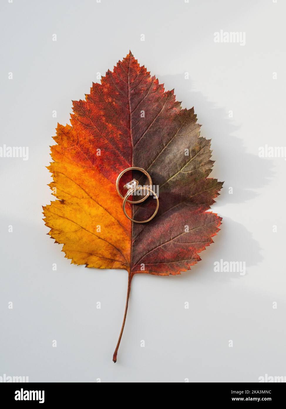 Bright red fallen leaf with pair of wedding rings. Engagement ring with ...