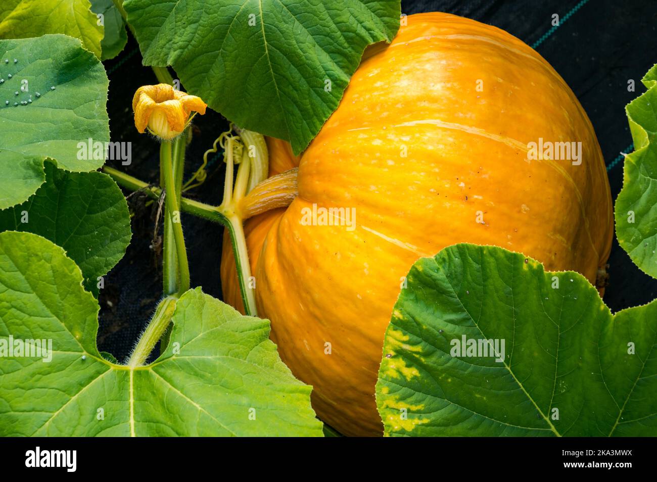 Giant pumpkin close up hi-res stock photography and images - Alamy