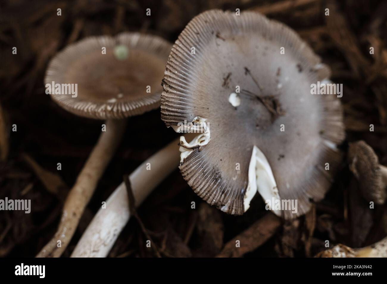 Amanita pachycolea - western grisette mushrooms Stock Photo - Alamy