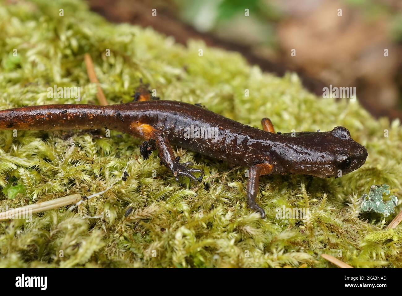 Closeup on a juvenile Northern Oregon Ensatina eschscholtzii ...