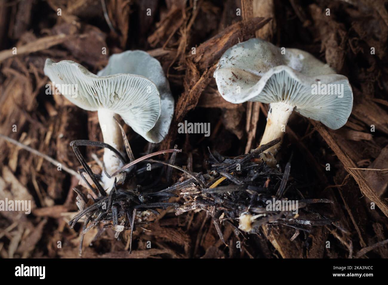Clitocybe odora - aniseed toadstool Stock Photo - Alamy