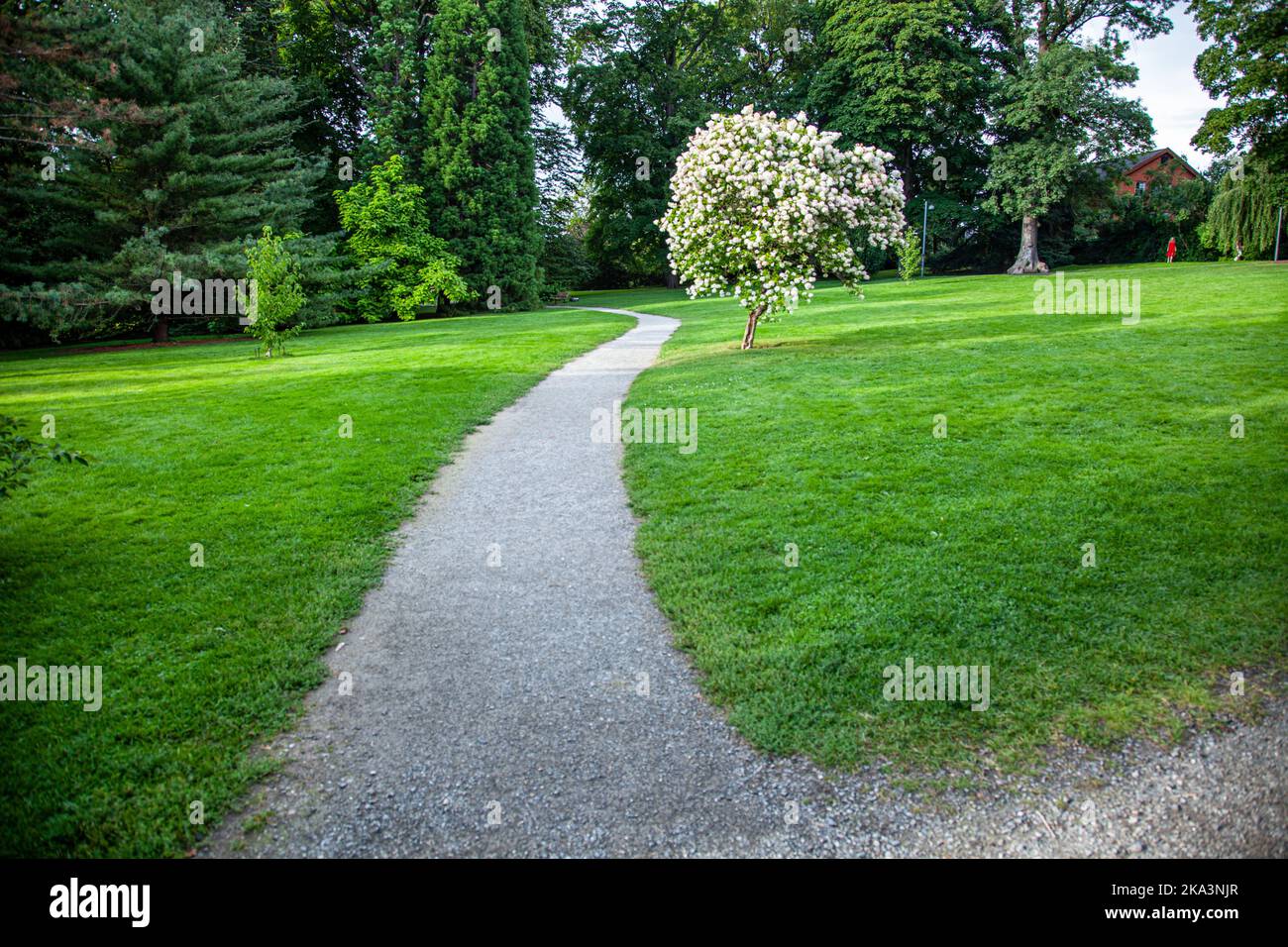 Blooming tree Botanical Garden Oslo Norway Stock Photo - Alamy