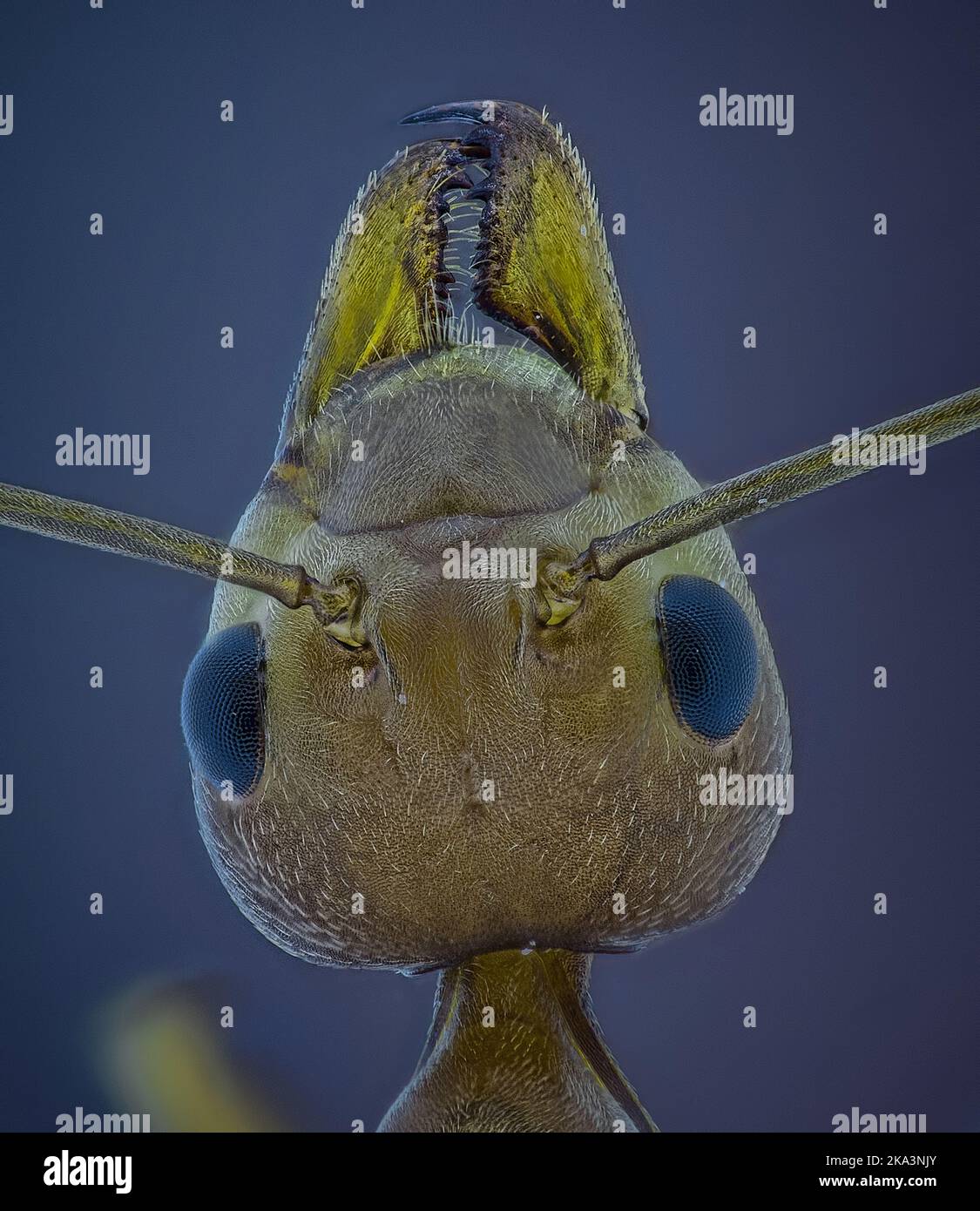 Head Detail of Weaver Ant Oecophylla SP, Arthropoda Phylum, Formicinae ...