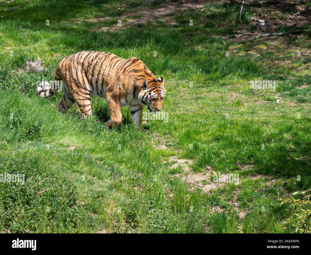 A Siberian tiger at the Peaugres zoo in France Stock Photo - Alamy