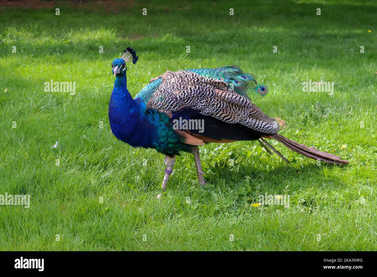 Peacock walking on grass hi-res stock photography and images - Alamy