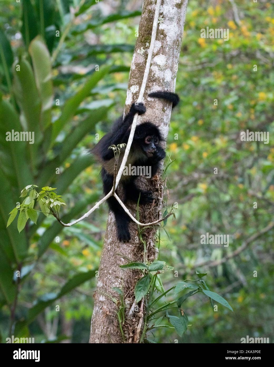 A vertical shot of a spider monkey on a tree Stock Photo - Alamy