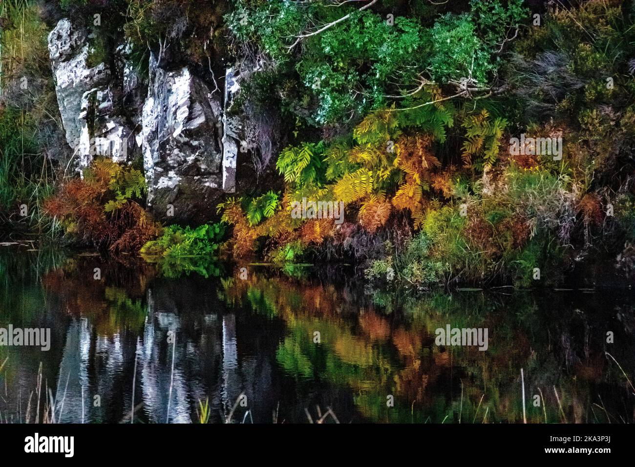 Plants reflection greenery wet water hi-res stock photography and ...