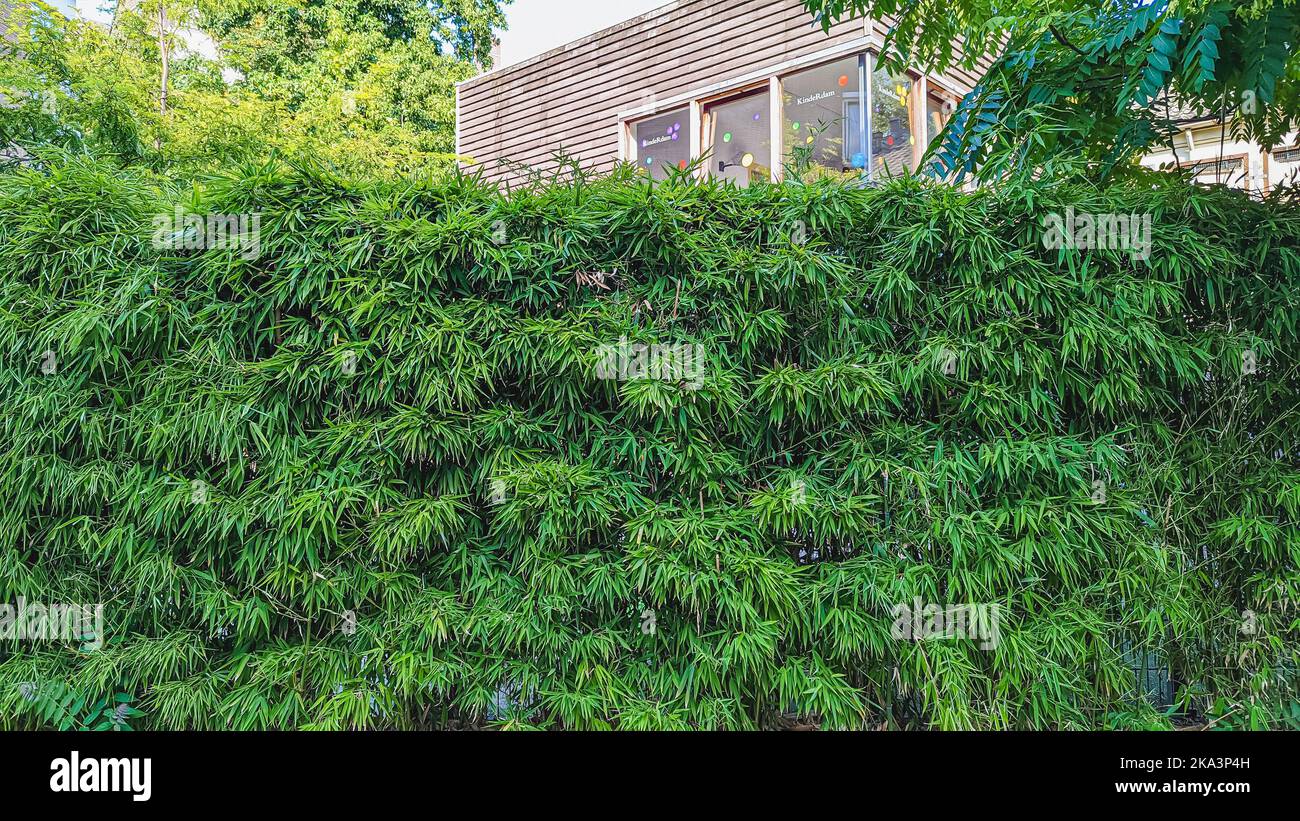 Large, dense hedge made from marijuana, Rotterdam, Netherlands Stock ...