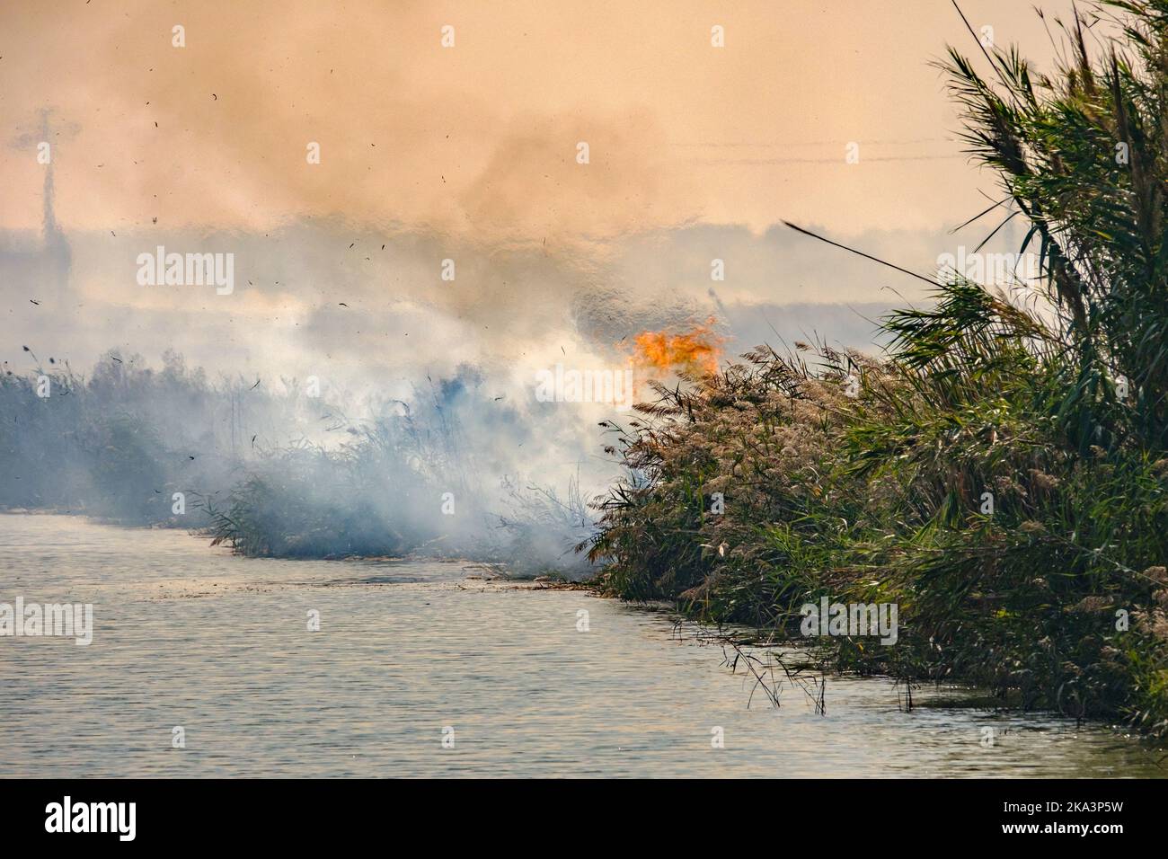 burning rice farmers straw in Albufera de Valencia Spain, burning rice ...