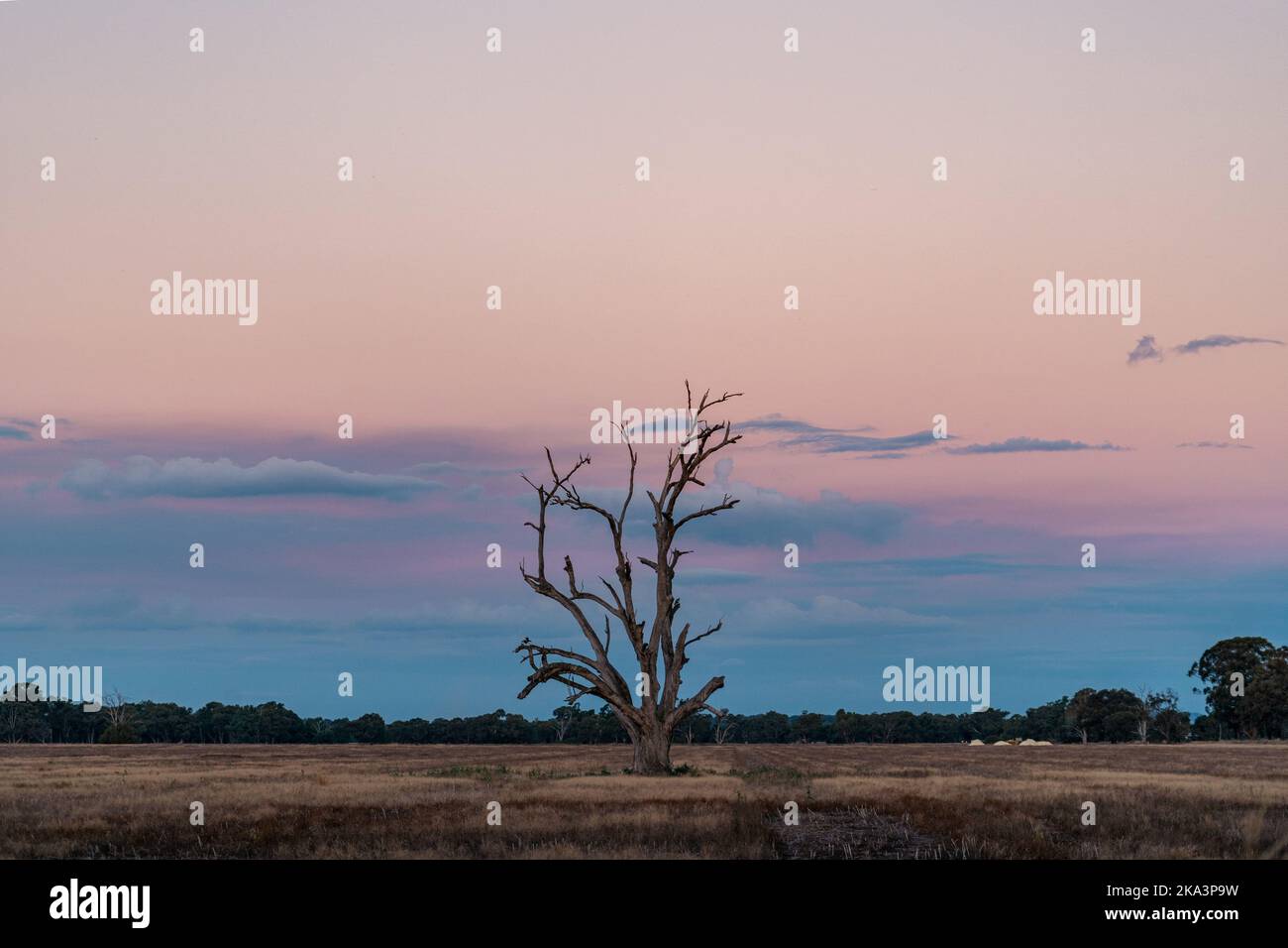 A beautiful shot of a small dead tree alone in a field with cloudy sky ...